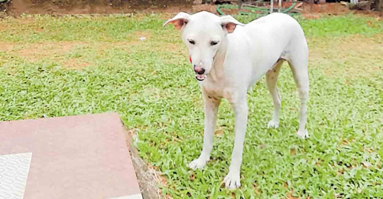 ദാമു ഇവിടെ സ്റ്റാർ; സ്കൂൾ മുഴുവൻ നിരീക്ഷണത്തിലാണ്, ഒന്നര വർഷമായുള്ള കാവൽ