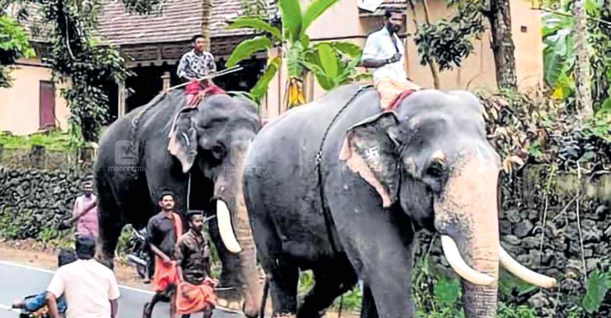 സുന്ദരൻ പാവം, രാജനാ ‘രാജൻ’ | World Elephant Day | ലോക ആന ദിനം