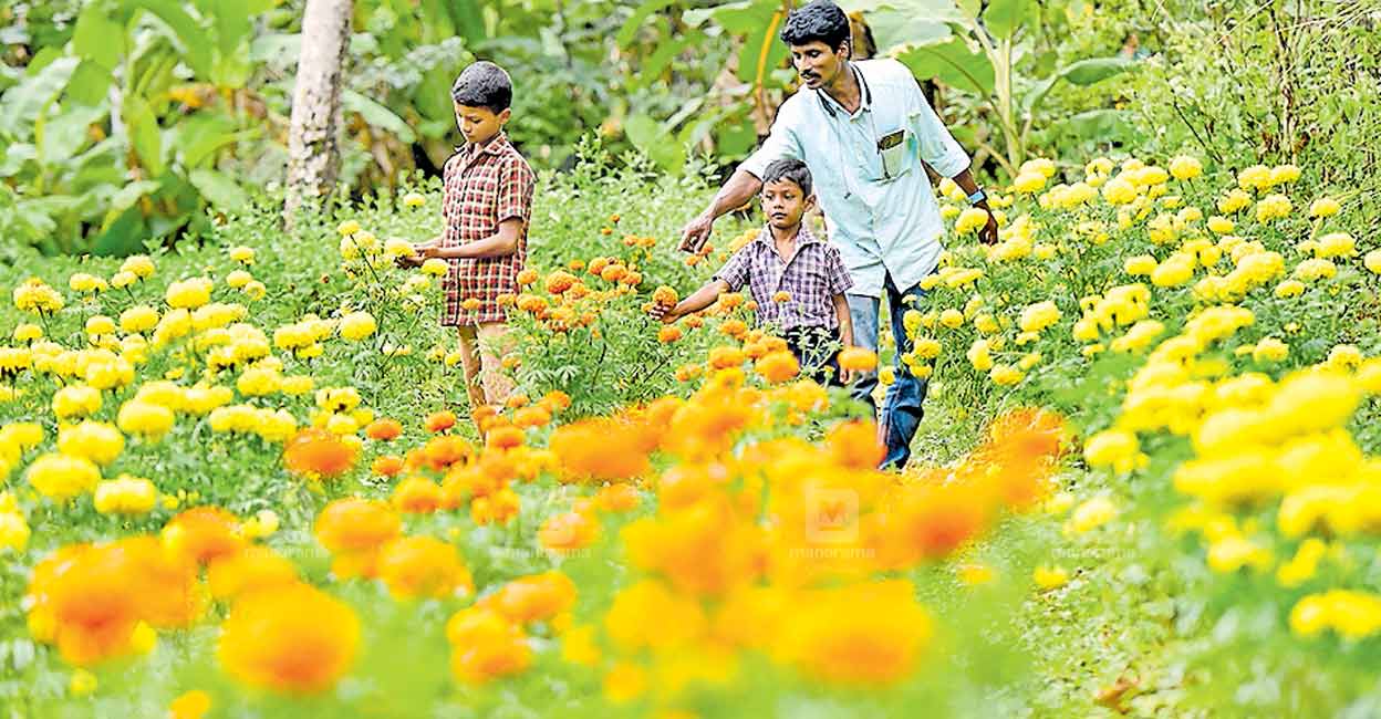 ഓണത്തെ വരവേൽക്കാൻ ബന്ദിയും ജമന്തിയും