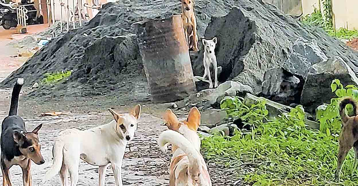 നാടിനെ വിറപ്പിച്ച് തെരുവുനായ്ക്കൾ; കുട്ടികൾ കാൽനടയായി സഞ്ചരിക്കുന്ന ...