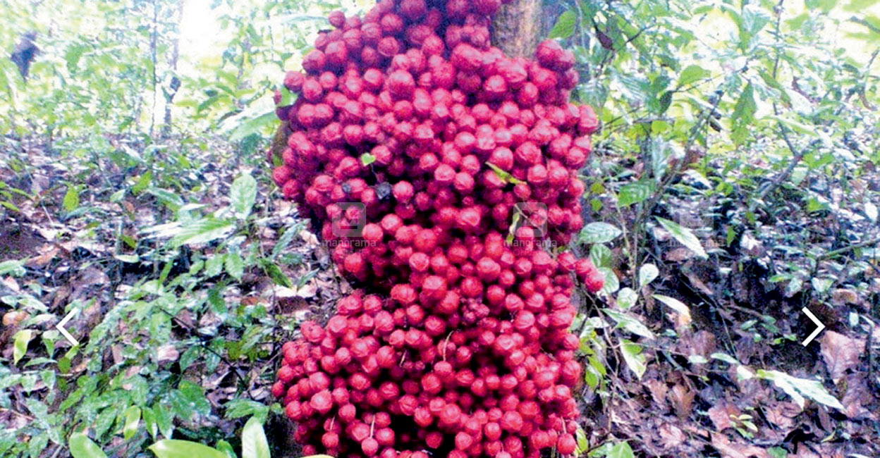 കാട്ടിൽ വളരുന്ന മൂട്ടി ഇനി നാട്ടിൽ; നെല്ലിക്കയുടെ വലുപ്പമുള്ള പഴങ്ങ ...