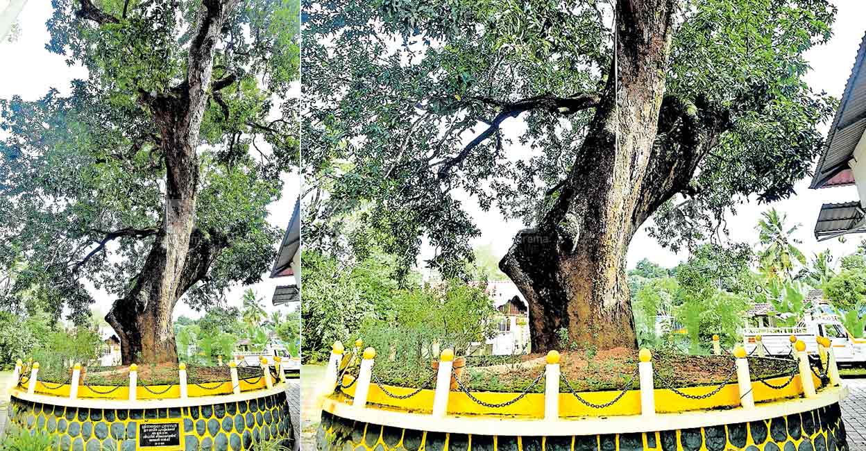 ഗുരുദേവ സ്മൃതിയിൽ ഇന്ന് നാടും നഗരവും പീതശോഭയണിയും