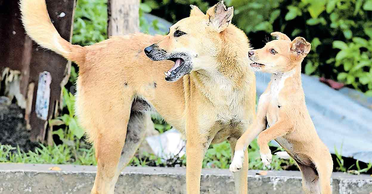 തെരുവുനായ പ്രശ്നത്തിൽ നിലവിലുള്ള നിയമങ്ങൾ എന്തൊക്കെ? ആരോഗ്യ പ്രശ്നങ്ങ ...