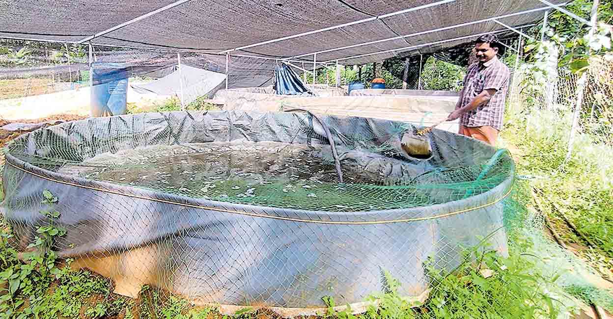 വിയറ്റ്നാം വരാലിനു ചെലവേറെ; പ്രവീണിനു വരവേറെ