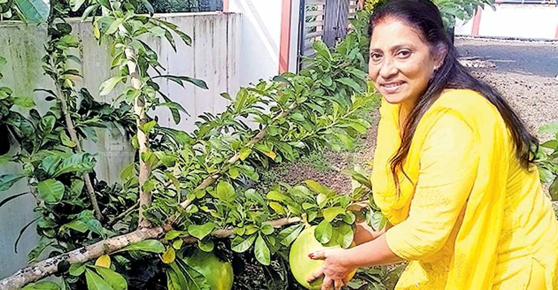 കമണ്ഡലു മരം വീട്ടുമുറ്റത്ത് പൂത്തു കായ്ച്ചു; പണ്ട് മഹർഷിമാ ...