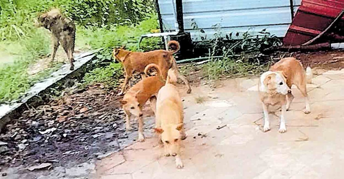 ആദിത്യപുരത്ത് തെരുവുനായ്ശല്യം രൂക്ഷം | Stray Dog Rescue Kerala ...