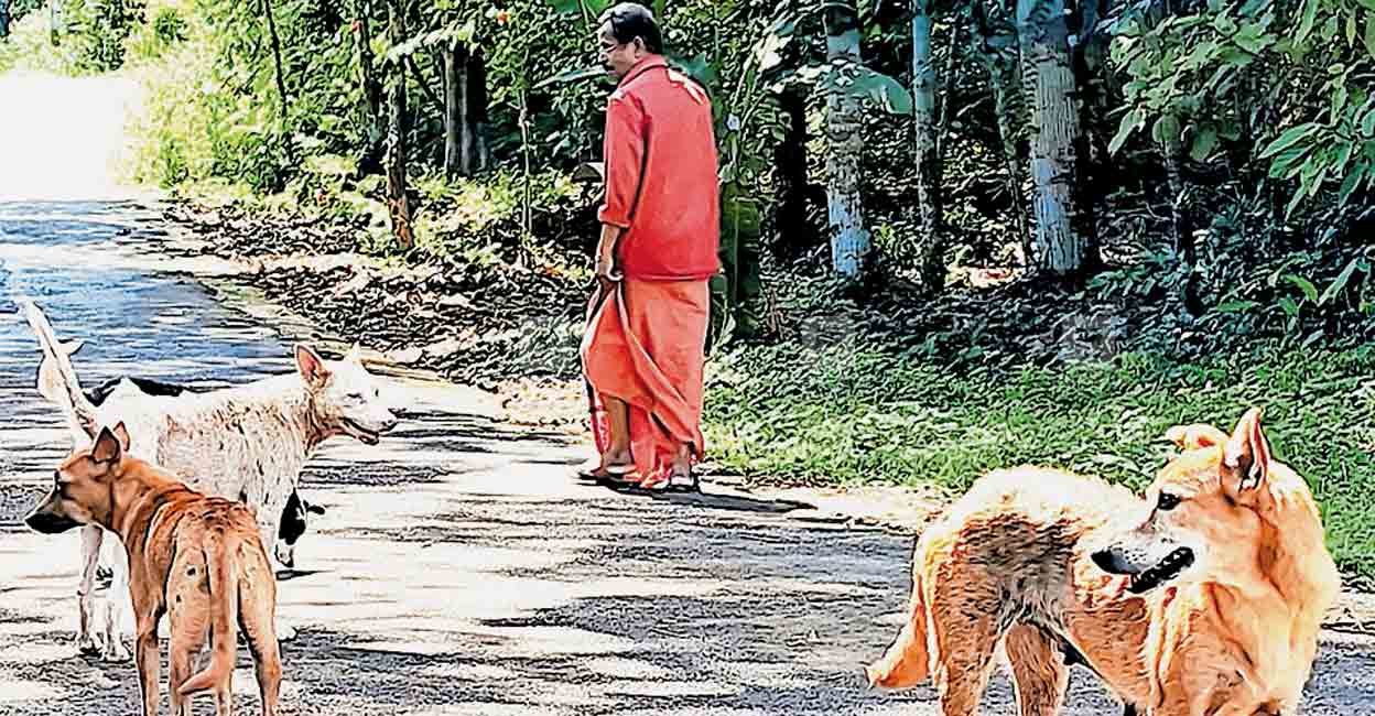 മന്നംനഗർ ഭാഗത്ത് തെരുവുനായ ശല്യം രൂക്ഷം | Stray Dog Rescue Kerala ...