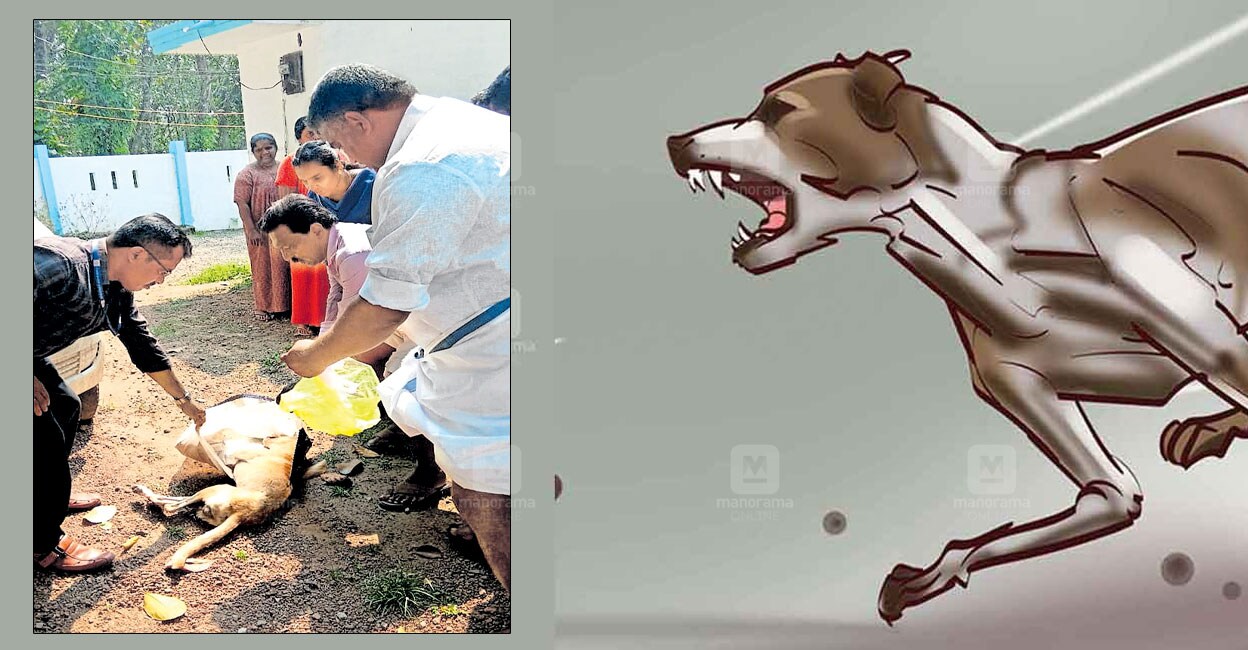 സ്ത്രീതൊഴിലാളിയുടെ മുഖം തെരുവുനായ കടിച്ചുപറിച്ചു; നായയ്ക്ക് പേവിഷബാധ ...