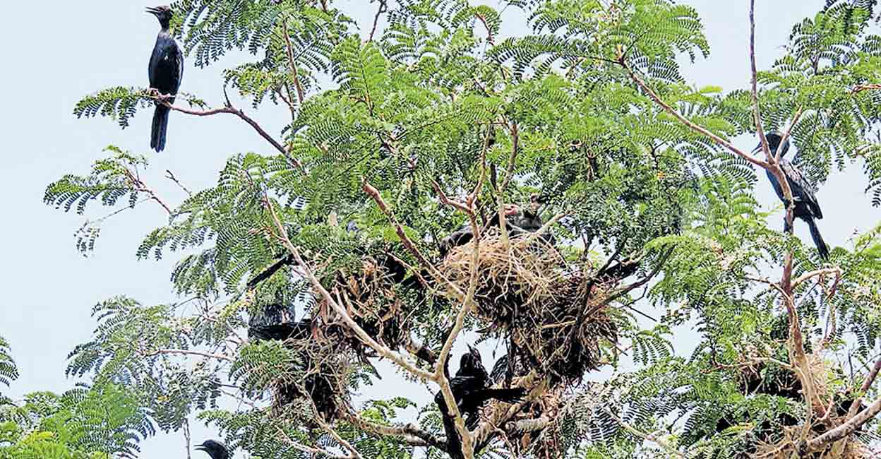 നാശത്തിന്റെ വക്കിൽ നഗരത്തിലെ ഏക കൊറ്റില്ലത്താവളം