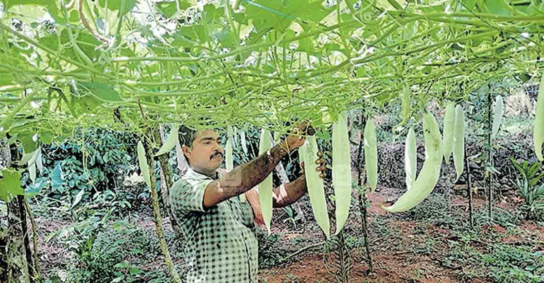 പച്ചക്കറിക്കർഷകർക്ക് ഓണക്കാലവും കഷ്ടം