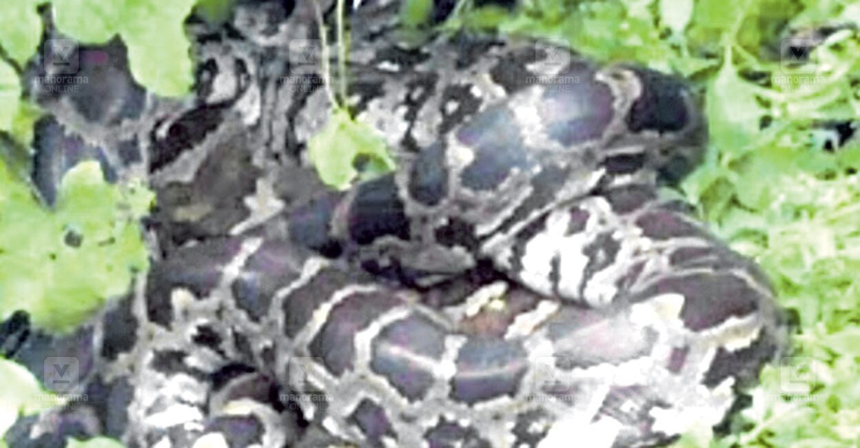 തുരുത്തിപ്പള്ളിയിൽ പട്ടാപ്പകലും പെരുമ്പാമ്പുശല്യം | python menace ...