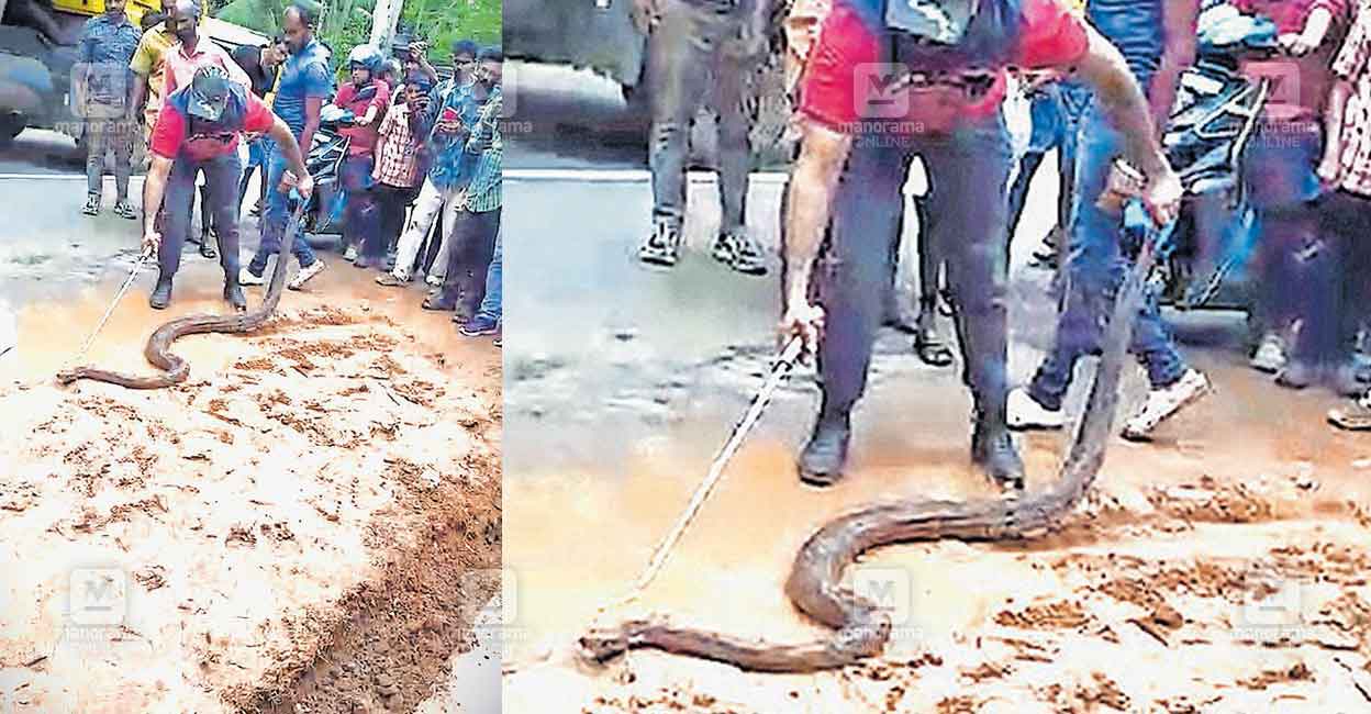 മണിക്കൂറുകളുടെ വ്യത്യാസത്തിൽ രണ്ടിടത്തുനിന്നായി 2 പെരുമ്പാമ്പുകളെ ...