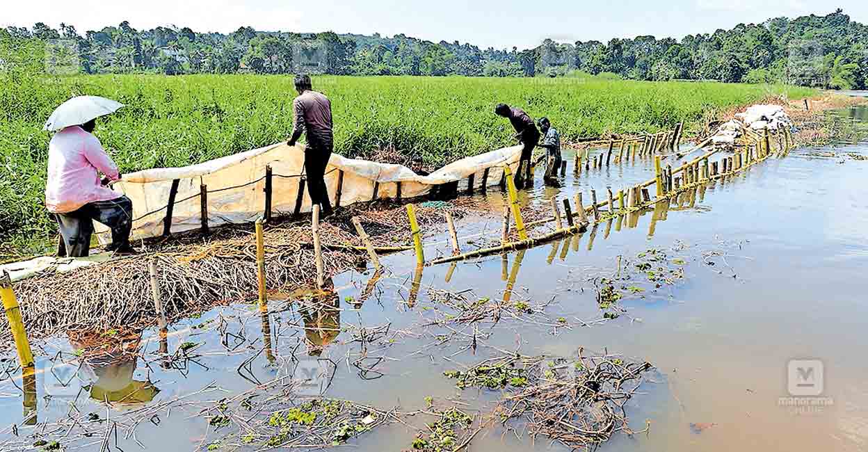 മടവീഴ്ച: ബണ്ട് പുനർനിർമിക്കാൻ ശ്രമം തുടങ്ങി | Kottayam | Madaveercha ...