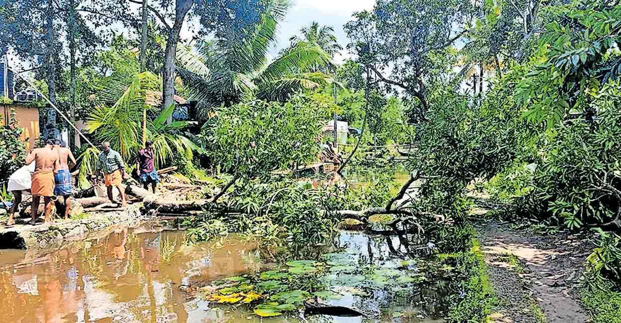 അപ്രതീക്ഷിത ചുഴലിക്കാറ്റിൽ വ്യാപക നാശനഷ്ടം; ഒട്ടേറെ മരങ്ങൾ കടപുഴകി ...