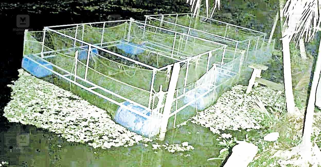 സ്വർണം പണയപ്പെടുത്തി മത്സ്യക്കൃഷി ചെയ്തു; കൂട്ടമായി എത്തിയ നീർന്നായ്ക്ക ...