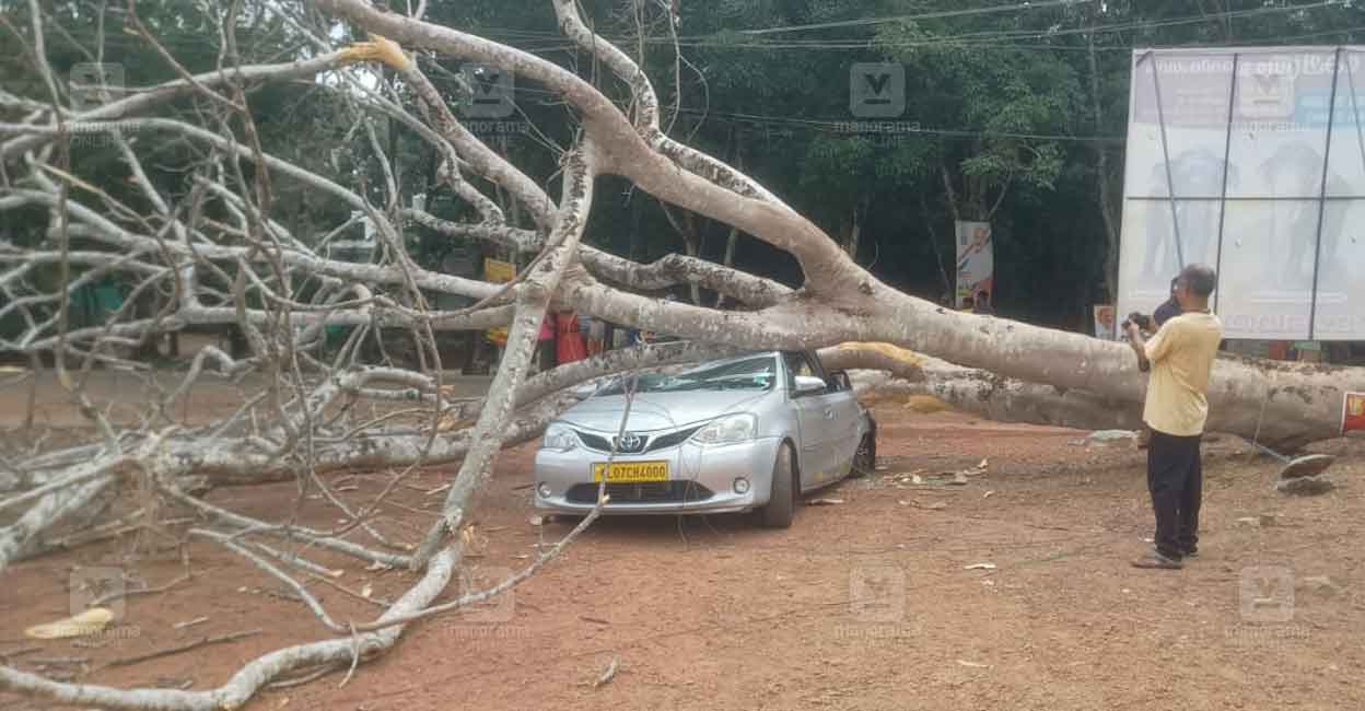 മരം കടപുഴകി വീണു; തിരഞ്ഞെടുപ്പ് ഉദ്യോഗസ്ഥർക്ക് അദ്ഭുത രക്ഷപെടൽ – ചിത്രങ്ങൾ, വിഡിയോ | tree fell ...