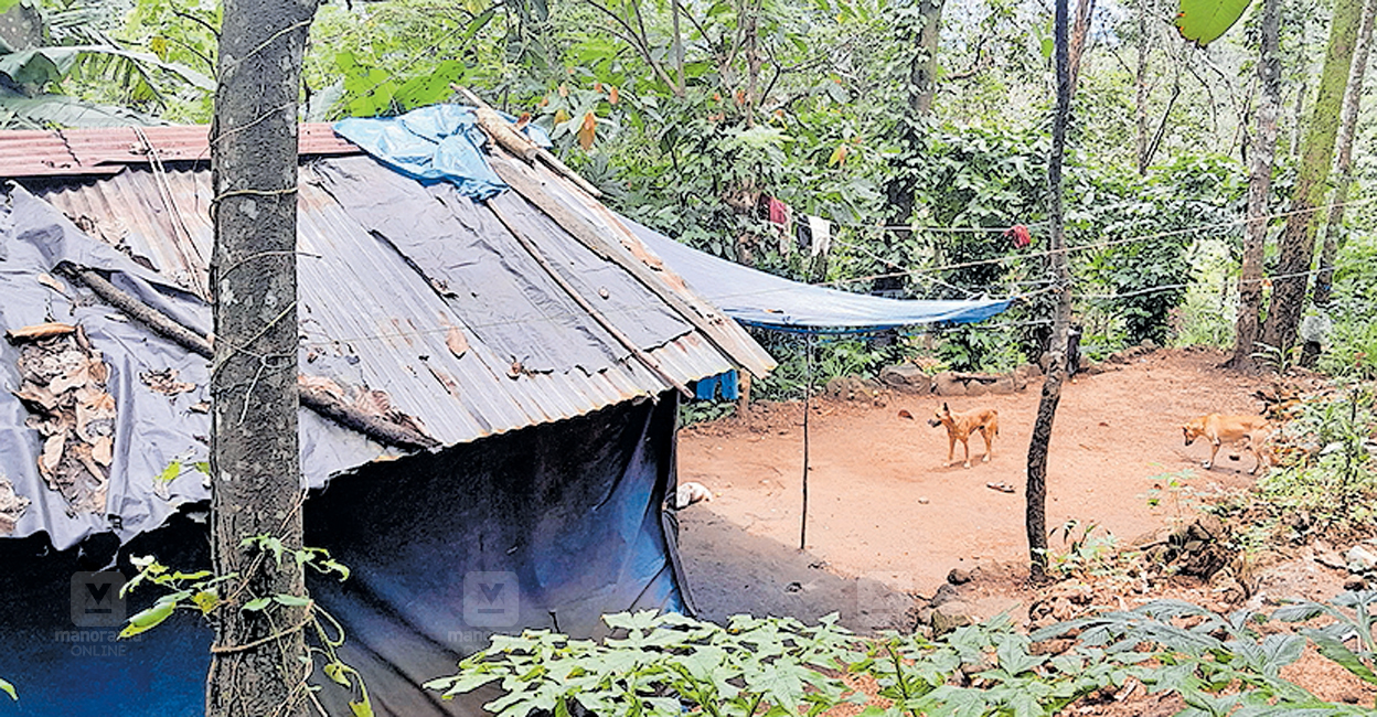 ‘കൊമ്പുകുത്തി’; പേര് അന്വർഥമാക്കി കാട്ടാന ‍ഭരിക്കുന്നു | Elephant ...