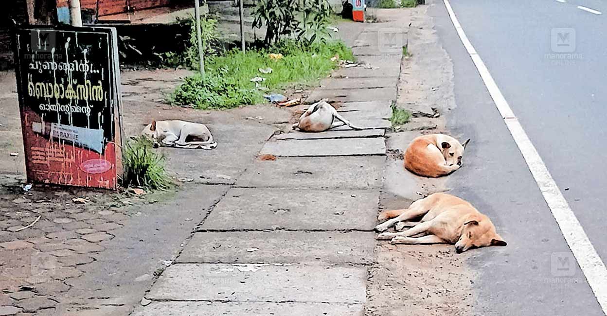 വൈക്കം നഗരം കീഴടക്കി തെരുവുനായ്ക്കൾ; പുലർച്ചെ ക്ഷേത്രദർശനത്തിന് ...