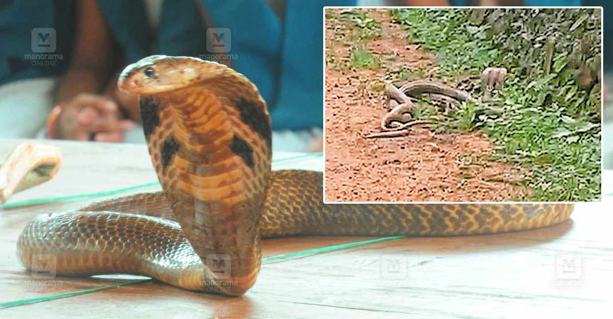 വെള്ളൂരിൽ മൂർഖൻ ഭീതി, റോഡിനോട് ചേർന്ന് പത്തി ഉയർത്തി പാമ്പ്; ഇന്നലെ ...