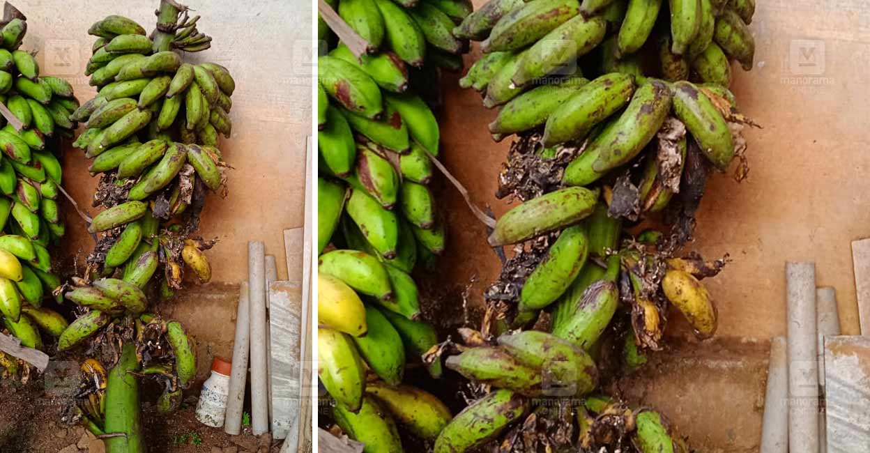 കിളി ശല്യം രൂക്ഷം; കർഷകർ ദുരിതത്തിൽ | Pampady Nedungottu Mala | bird ...