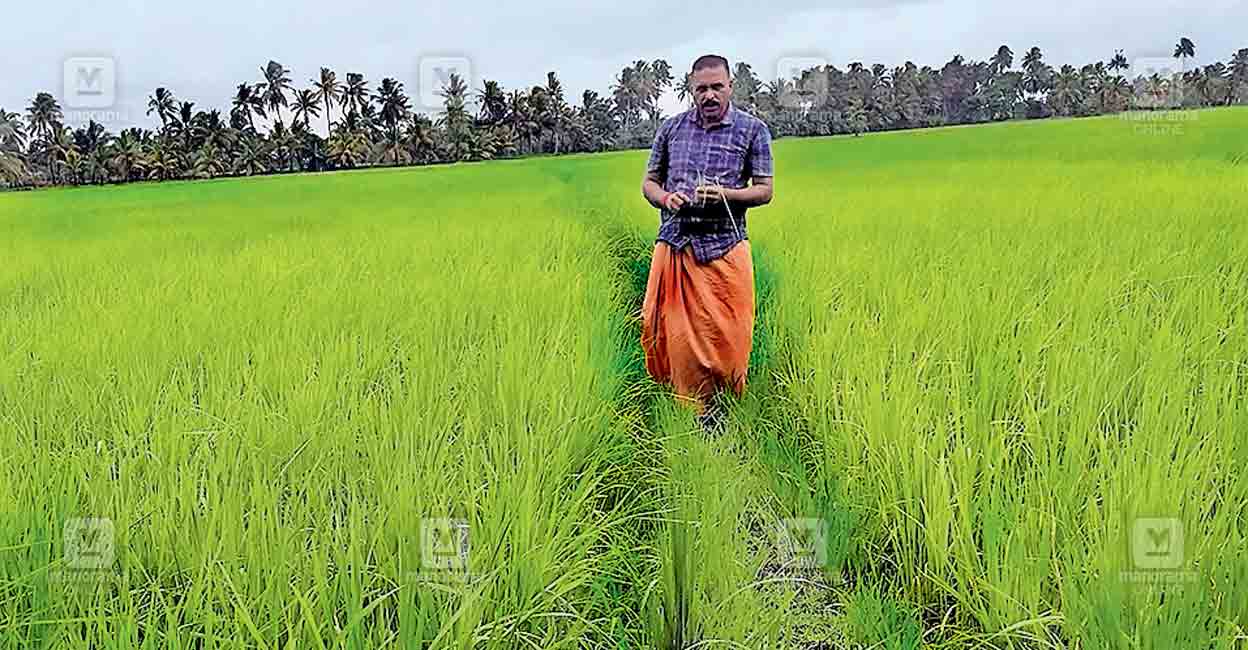 കെട്ടി നാട്ടിയത് പൊലീസുകാരനാണ്; വിളവു മോശമാകുമോ? | Kaduthuruthy ...