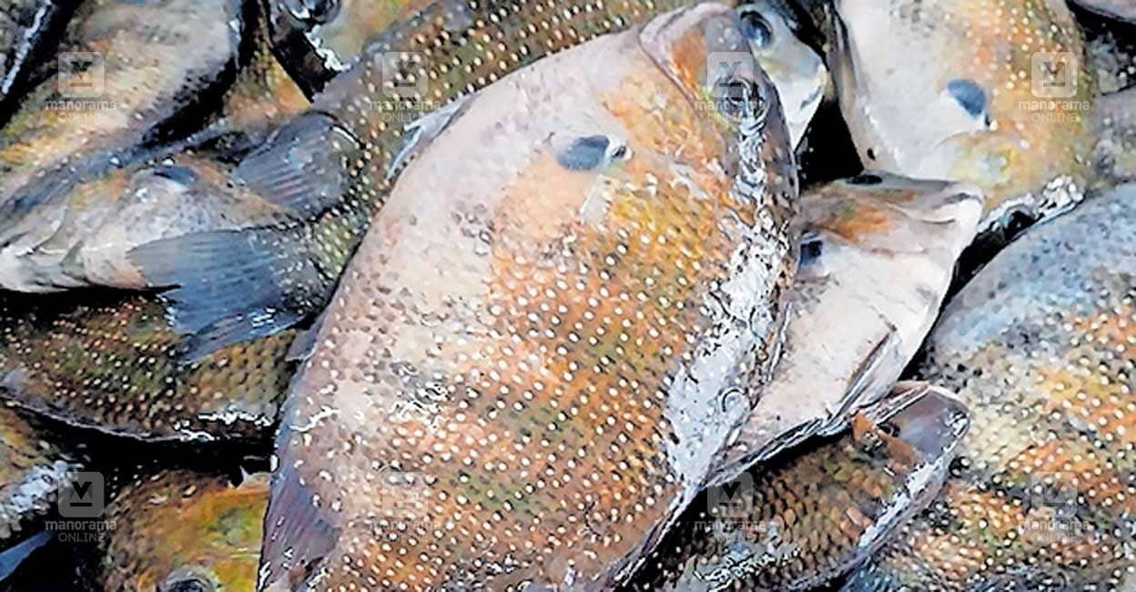 ബണ്ടിന്റെ ഷട്ടറുകൾ അടച്ചു; കുട്ടനാടൻ തോടുകളിലെ ഒഴുക്ക് നിലച്ചു ...