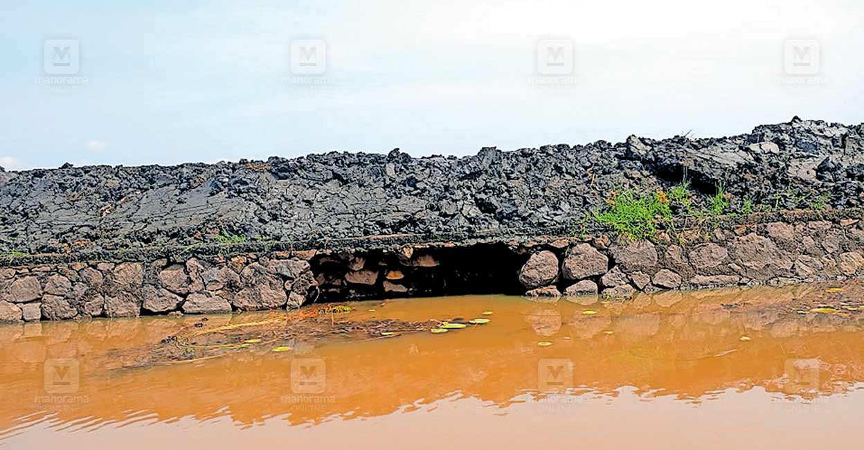 തോട്ടിൽ നിന്ന് ചെളി കോരിയിട്ടു; ബണ്ടിന്റെ സംരക്ഷണഭിത്തി തകർന്നു | Bund ...