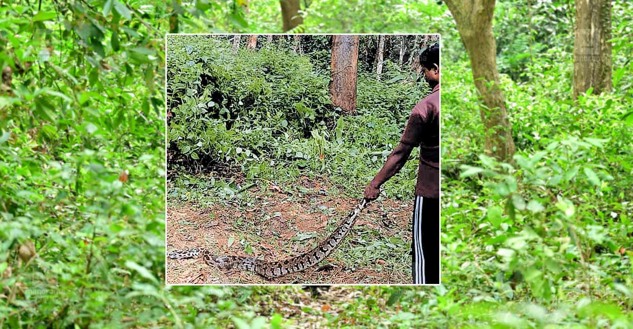 മഴയാണ് പെരുമ്പാമ്പ് വരും; ‌മനുഷ്യനെ വിഴുങ്ങാനാവില്ലെന്ന് വിദഗ്ധ ...