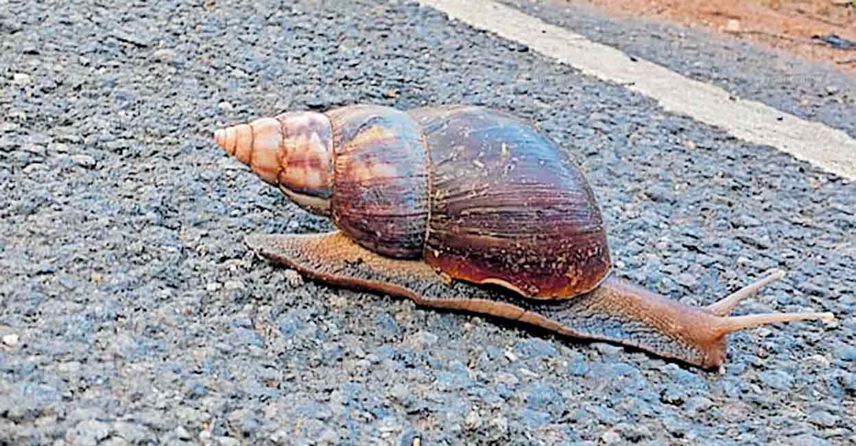 മലയോരത്തിന് ഭീഷണിയായി ആഫ്രിക്കൻ ഒച്ചുകൾ | African Snail Kerala ...