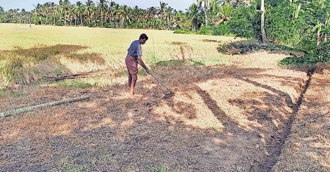 കൊയ്തെടുക്കുന്ന നെല്ല് സൂക്ഷിക്കാൻ കളം തയാറാക്കിത്തുടങ്ങി | Kumarakom ...