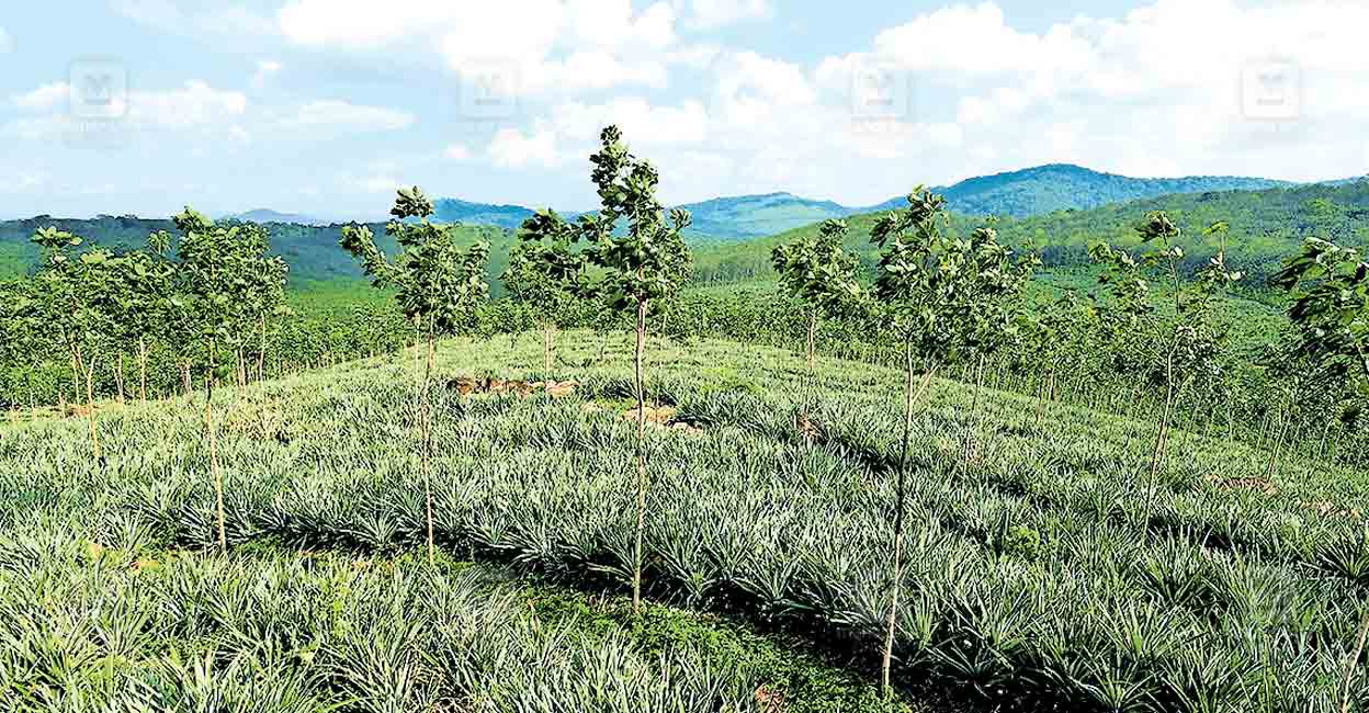 ശബരിമല ഗ്രീൻഫീൽഡ് വിമാനത്താവളത്തിനും ശബരി റെയിൽവേയ്ക്കും എന്തു ...