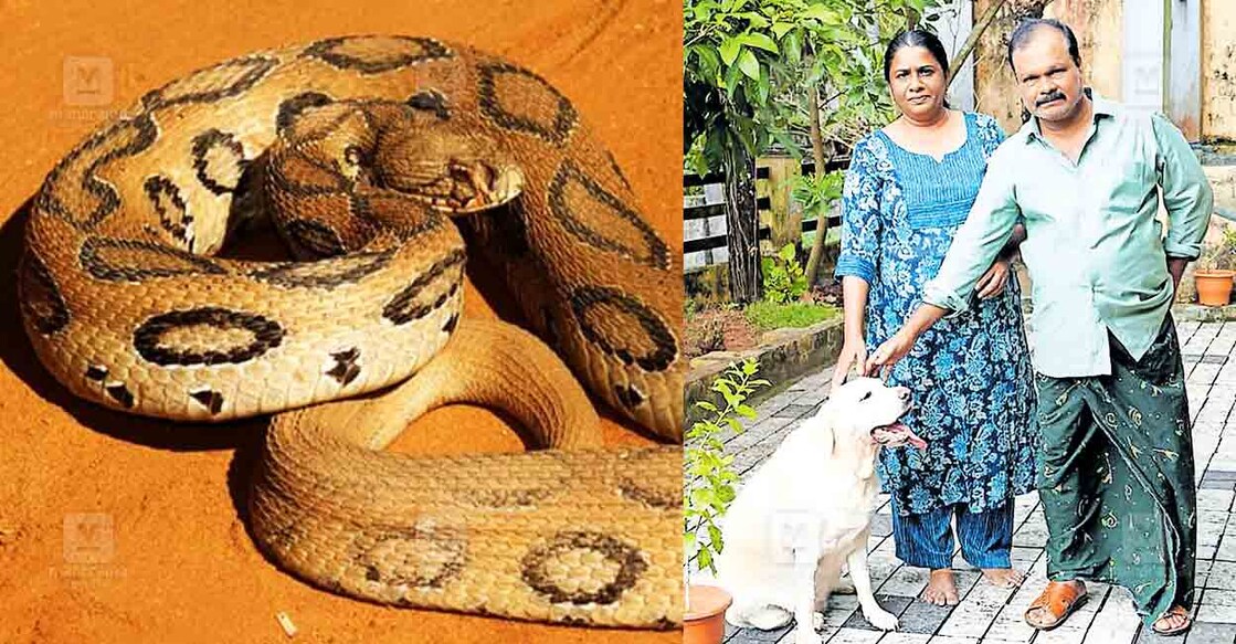 അണലിയുടെ കടിയേറ്റിട്ടും വീട്ടുകാർക്ക് കാവൽ ഒരുക്കി; റൂബിനഗറിലെ താരമായി ...
