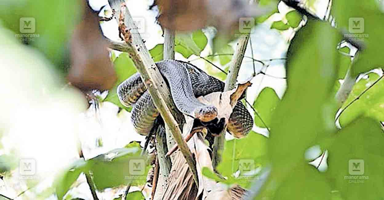 പുരയിടത്തിൽനിന്ന് ആറടി നീളമുള്ള മൂർഖൻ പാമ്പിനെ പിടികൂടി | Cobra ...