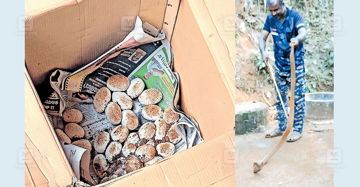 വളർത്തുനായ കണ്ടെത്തി; അടുക്കളയോട് ചേർന്നുള്ള കയ്യാലയുടെ പൊത്തിൽ 31 ...