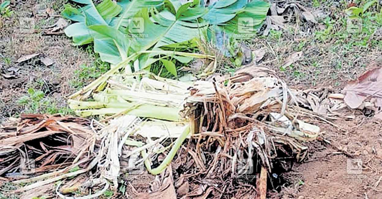 പൈങ്ങണയിൽ കാട്ടുപന്നിശല്യം രൂക്ഷം; കൃഷിനാശം | Mundakayam | Paingani ...