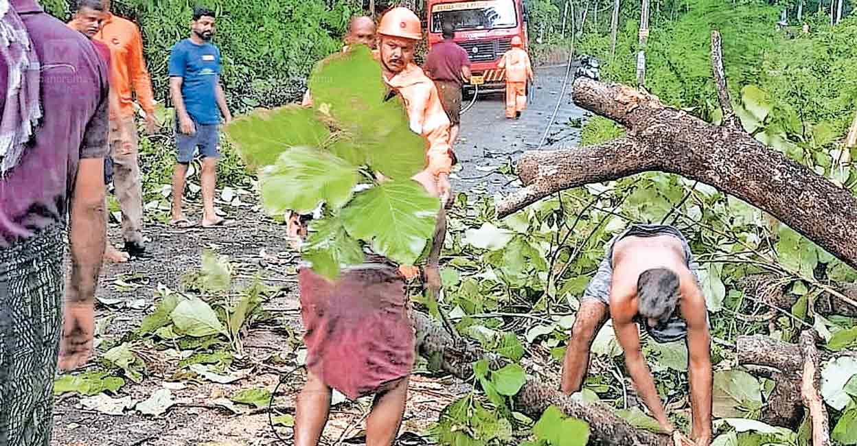 കാറ്റ്, മഴ, നാശനഷ്ടം; കൂവപ്പള്ളി, പനമറ്റം പുതിയകം ഭാഗത്ത് നാശം ...