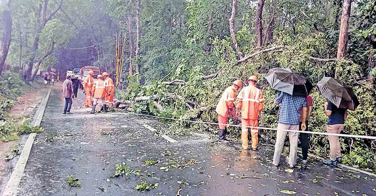 മരം വീണ് റാന്നി റോഡിൽ ഗതാഗത തടസ്സം | Erumeli | Ranni road | tree fell ...