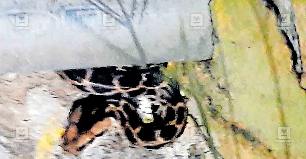 ജാഗ്രത... വൈക്കം ബീച്ച് റോഡിൽ ചാരുബെഞ്ചിനടിയിൽ 2 പെരുമ്പാമ്പുക ...