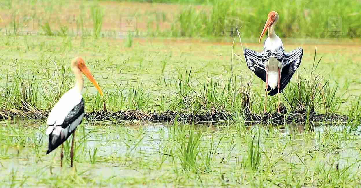 വർണക്കാഴ്ചകളൊരുക്കി ദേശാടനപ്പക്ഷികൾ | Kumarakom | migratory birds ...