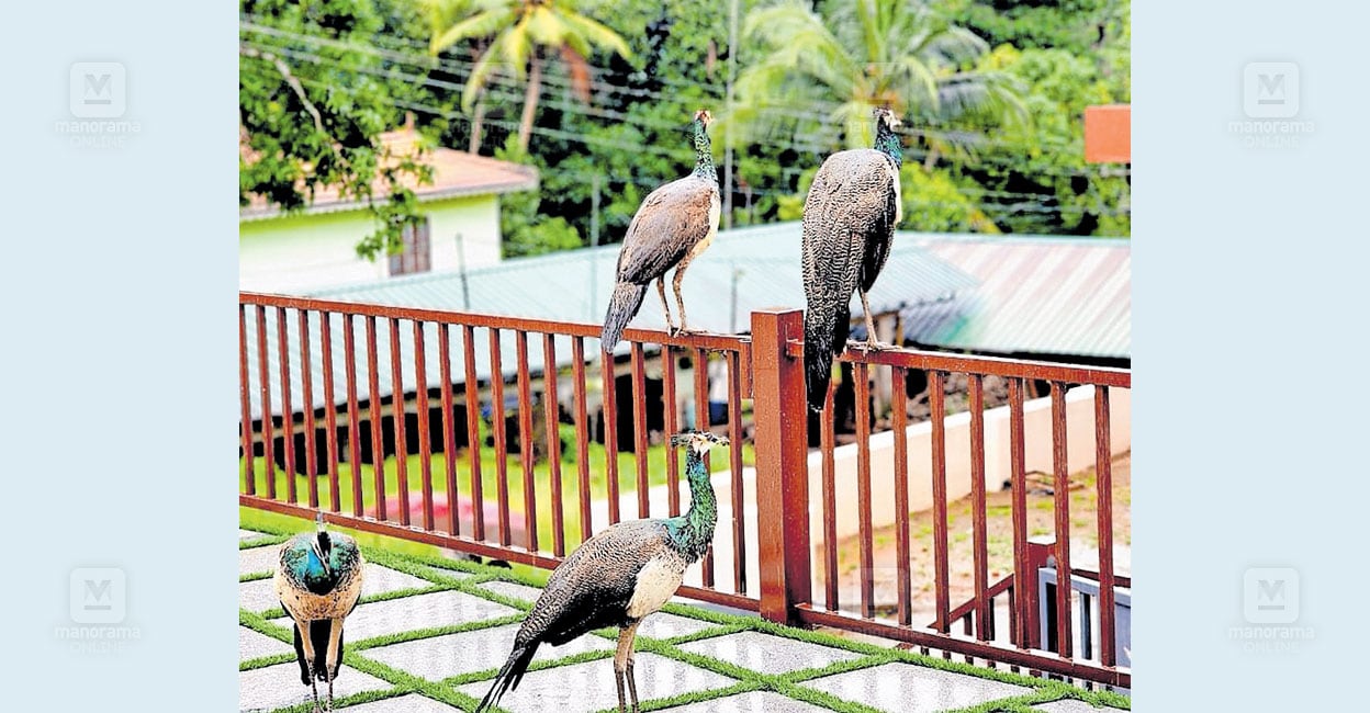 നാടിന് കൗതുകമായി മയിലുകളെത്തി | Kothala | peacocks | peacock sighting ...