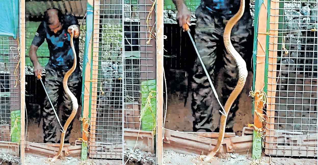 മുട്ട കാണാതാകുന്നത് പതിവ്, തിരഞ്ഞെത്തിയപ്പോൾ ‘കള്ളൻ’ കോഴിക്കൂട്ടി ...