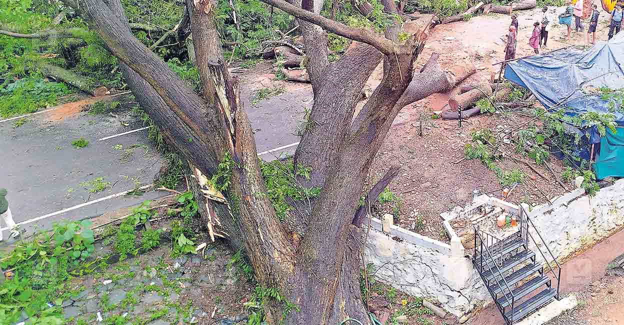 ഒടുവിൽ അത് സംഭവിച്ചു; മുന്നറിയിപ്പ് അവഗണിച്ചു, വൻമരം വീണു | tree fell ...