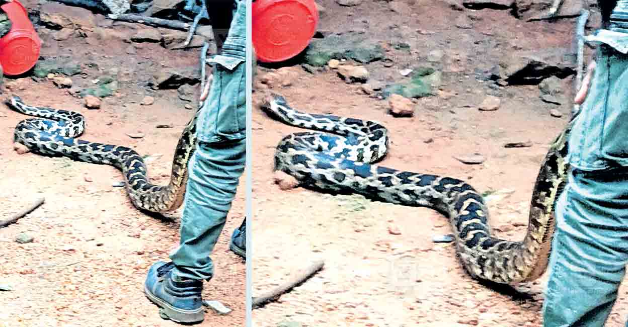 ഭയം ഇഴയും വഴികൾ; വഴിയുണ്ട്, സർപ്പയെ വിളിക്കാം | baby snakes | snake ...