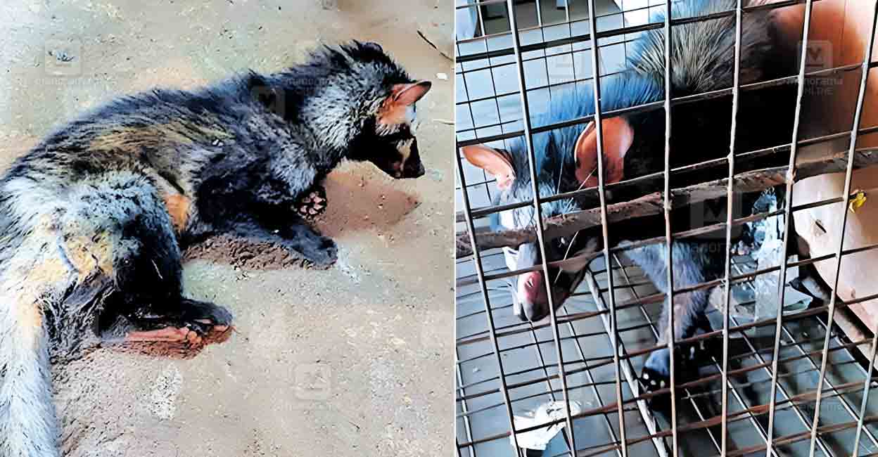 പനയിൽ കയറി കള്ള് കട്ടുകുടിക്കുന്ന മരപ്പട്ടിക്ക് ‘സ്ഥാനക്കയറ്റം ...