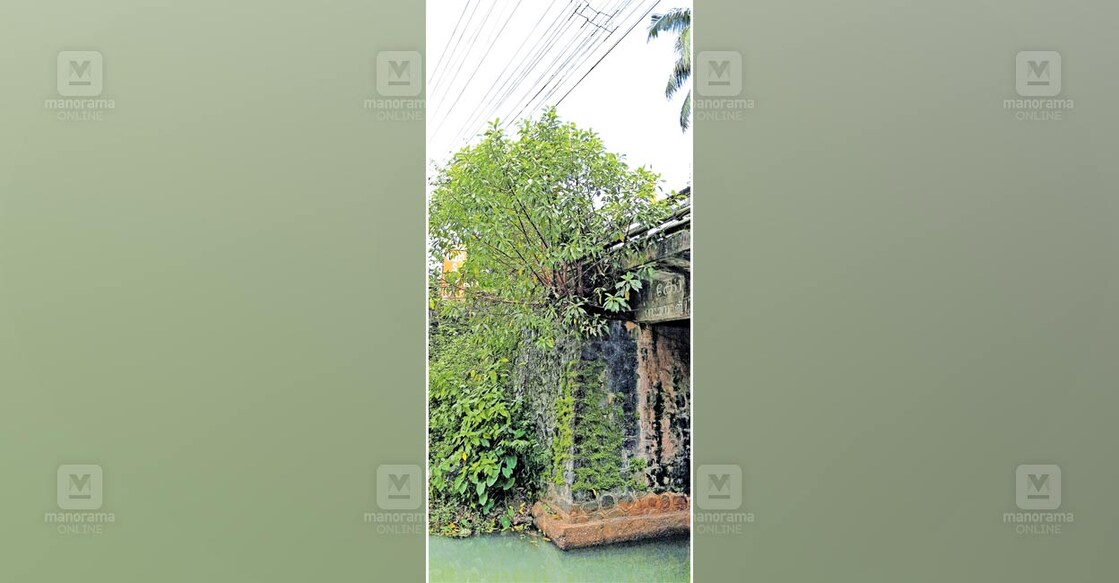 കൽക്കെട്ടിൽ വളർന്നു നിൽക്കുന്ന പാഴ്മരം അപകട ഭീഷണി | Kallara news ...