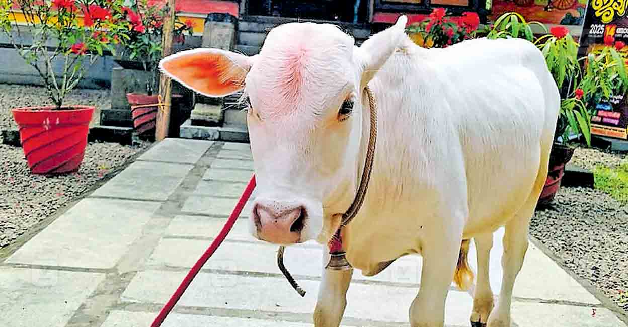 പൂതക്കുഴി ശ്രീകൃഷ്ണസ്വാമി ക്ഷേത്രത്തിന് അമ്പാടി ഐശ്വര്യം | Pazhayidam ...