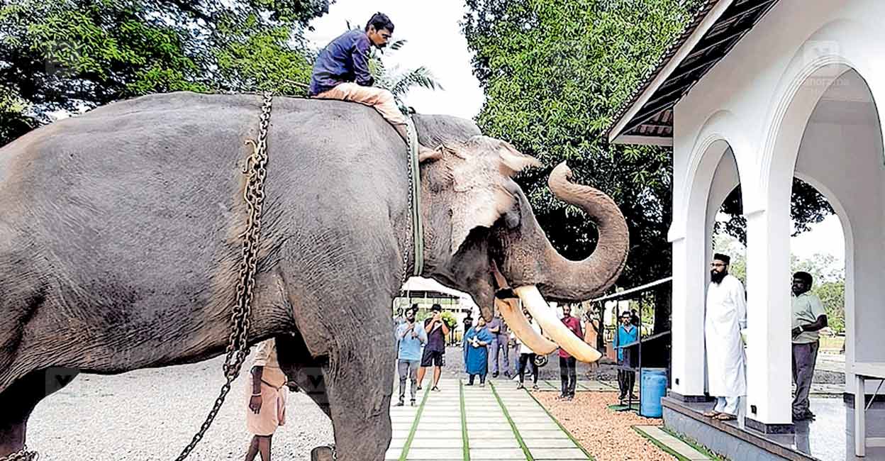 പാമ്പാടി തിരുമേനിയുടെ അനുഗ്രഹം തേടി പാമ്പാടി രാജൻ | Pampady Rajan ...