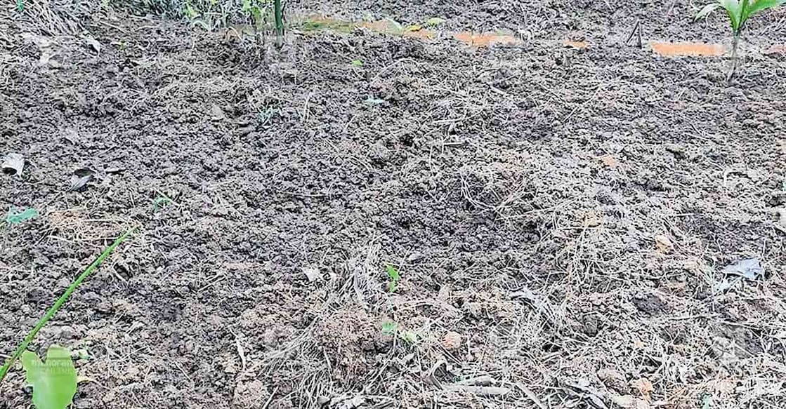 പുഞ്ചവയൽ പ്രദേശത്ത് കാട്ടുപന്നി ശല്യം രൂക്ഷം; പന്നിയെക്കൊണ്ട് തോറ്റു ...