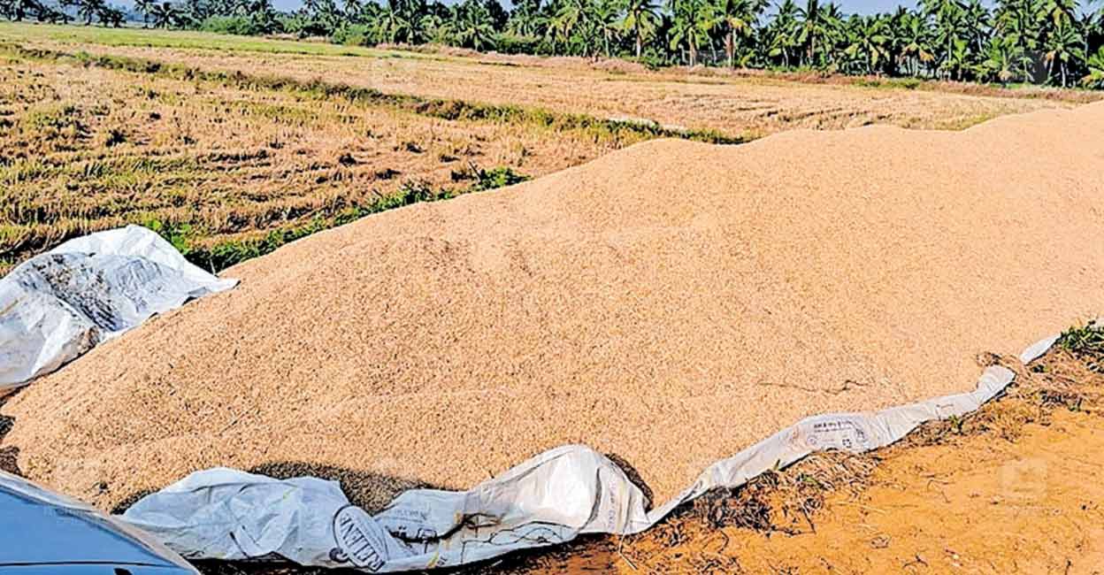 കൃഷി മന്ത്രി അറിഞ്ഞോ? 2500 ഏക്കർ പാടത്ത് ഇനി നെൽകൃഷി വേണ്ടെന്നുവച്ചു ...