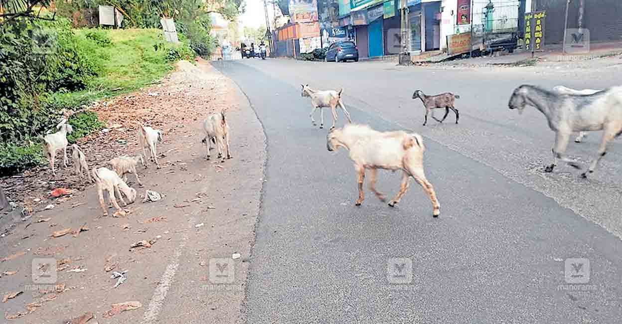 വാഹനയാത്രികർക്കും വ്യാപാരികൾക്കും ദുരിതമായി ടൗണിലൂടെ അലയുന്ന ആടുക ...